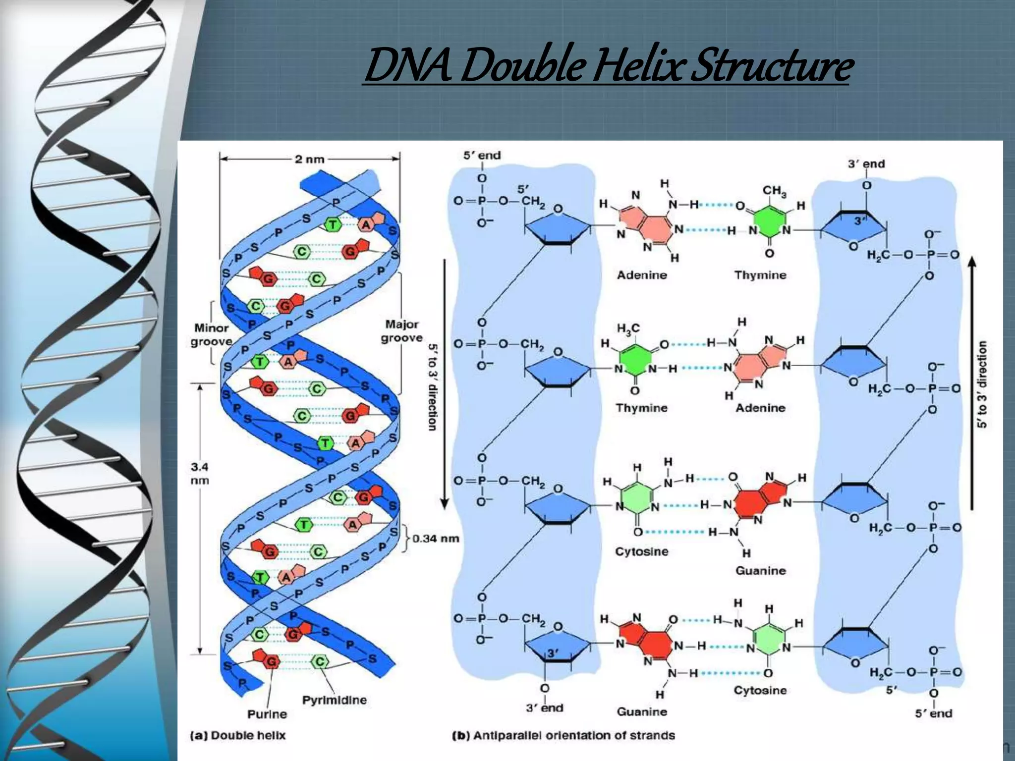 Structure of DNA & Their Types.pptx