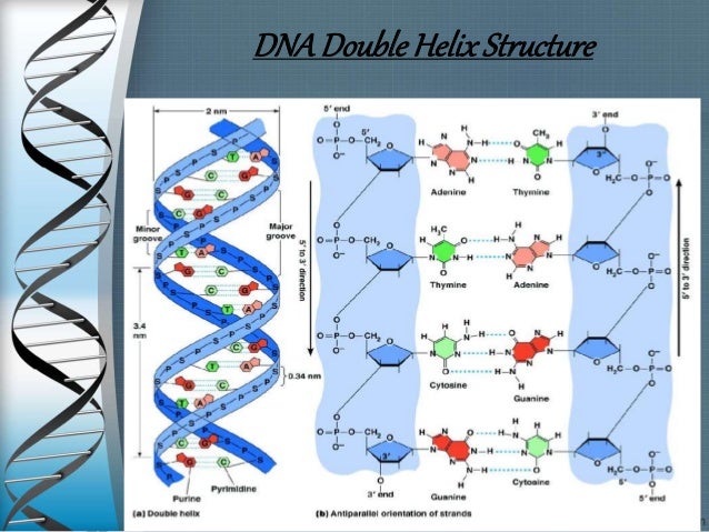 Structure of DNA & Their Types.pptx