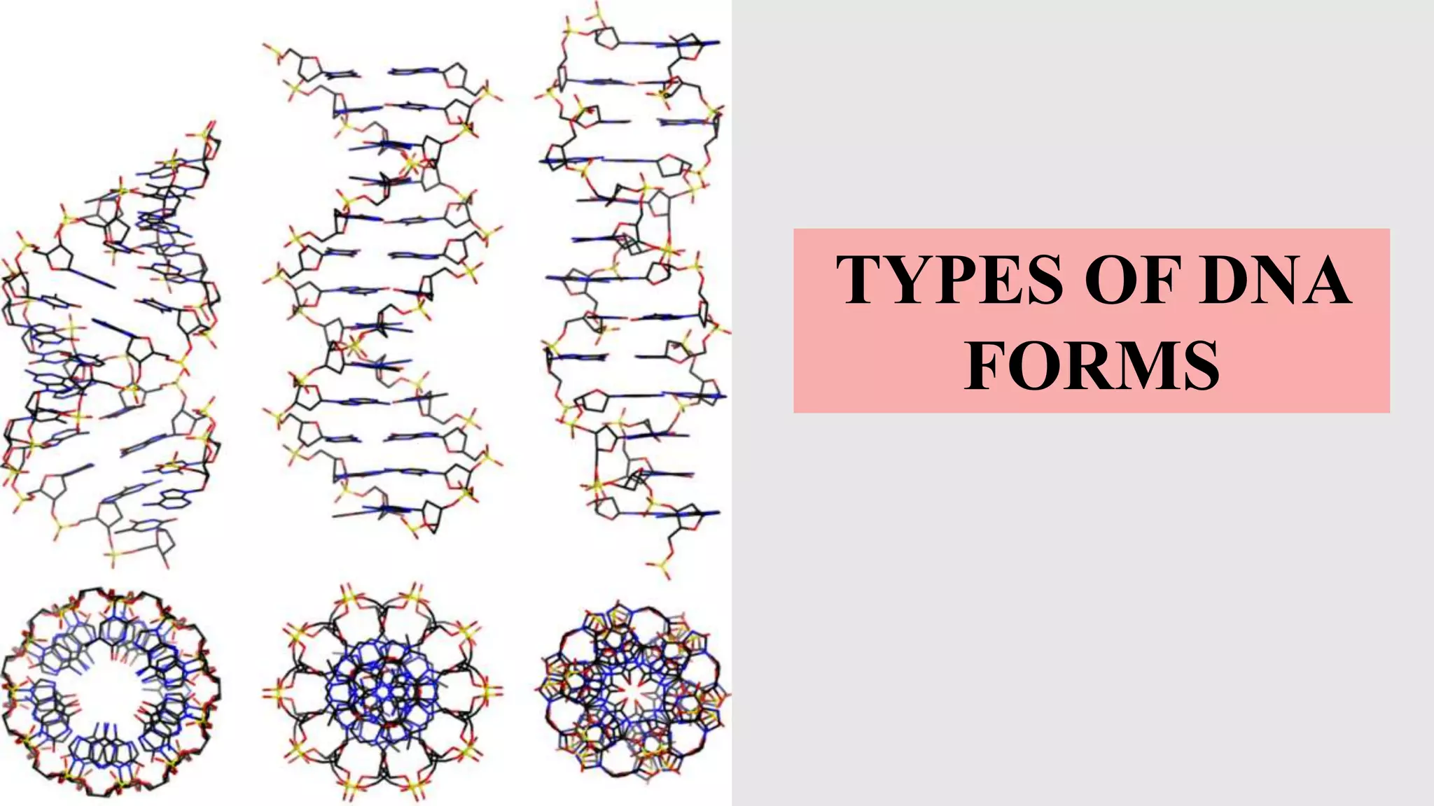 Structure of dna, types of dna forms, turners syndrome | PPTX