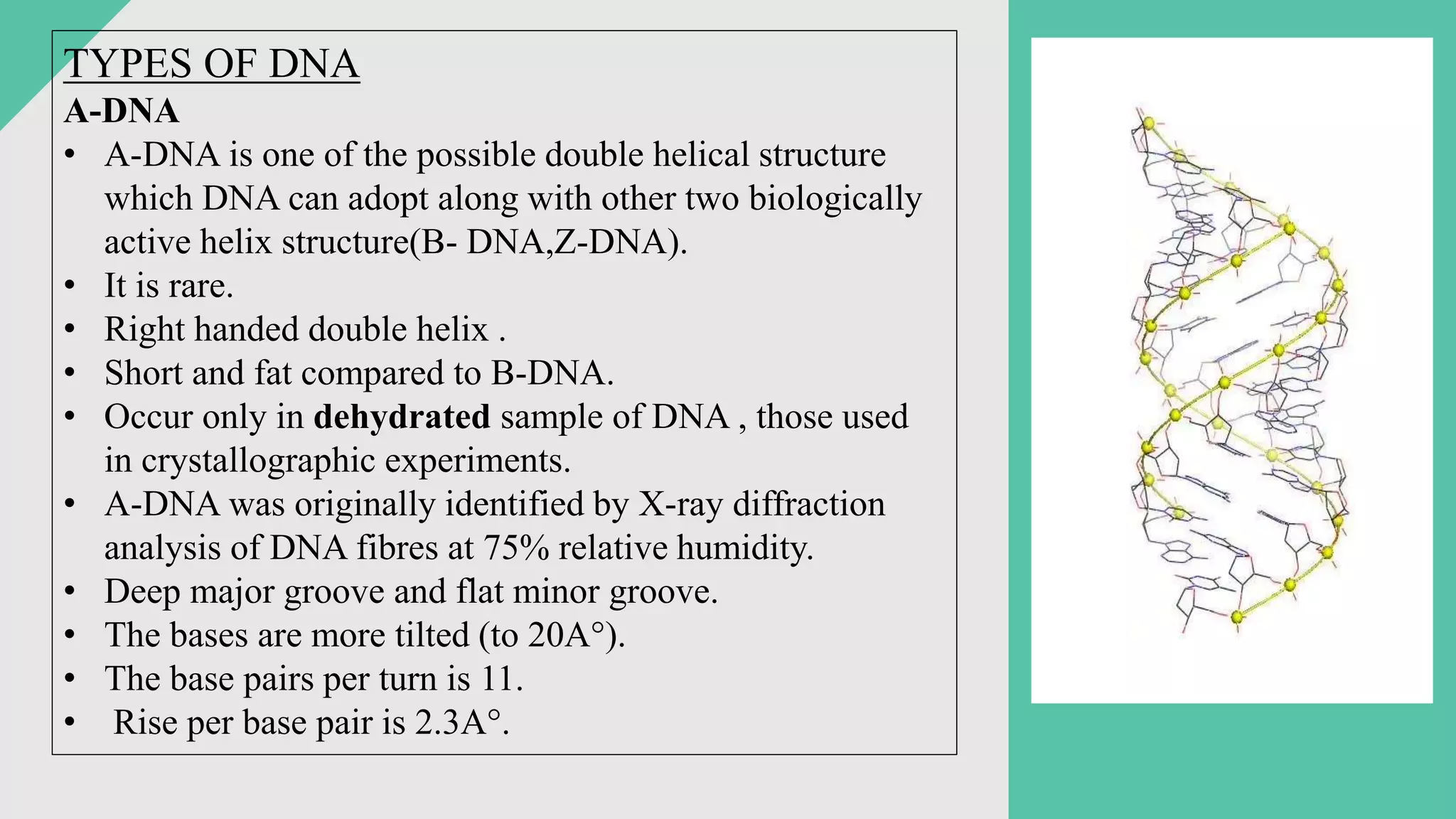 Structure of dna, types of dna forms, turners syndrome | PPTX