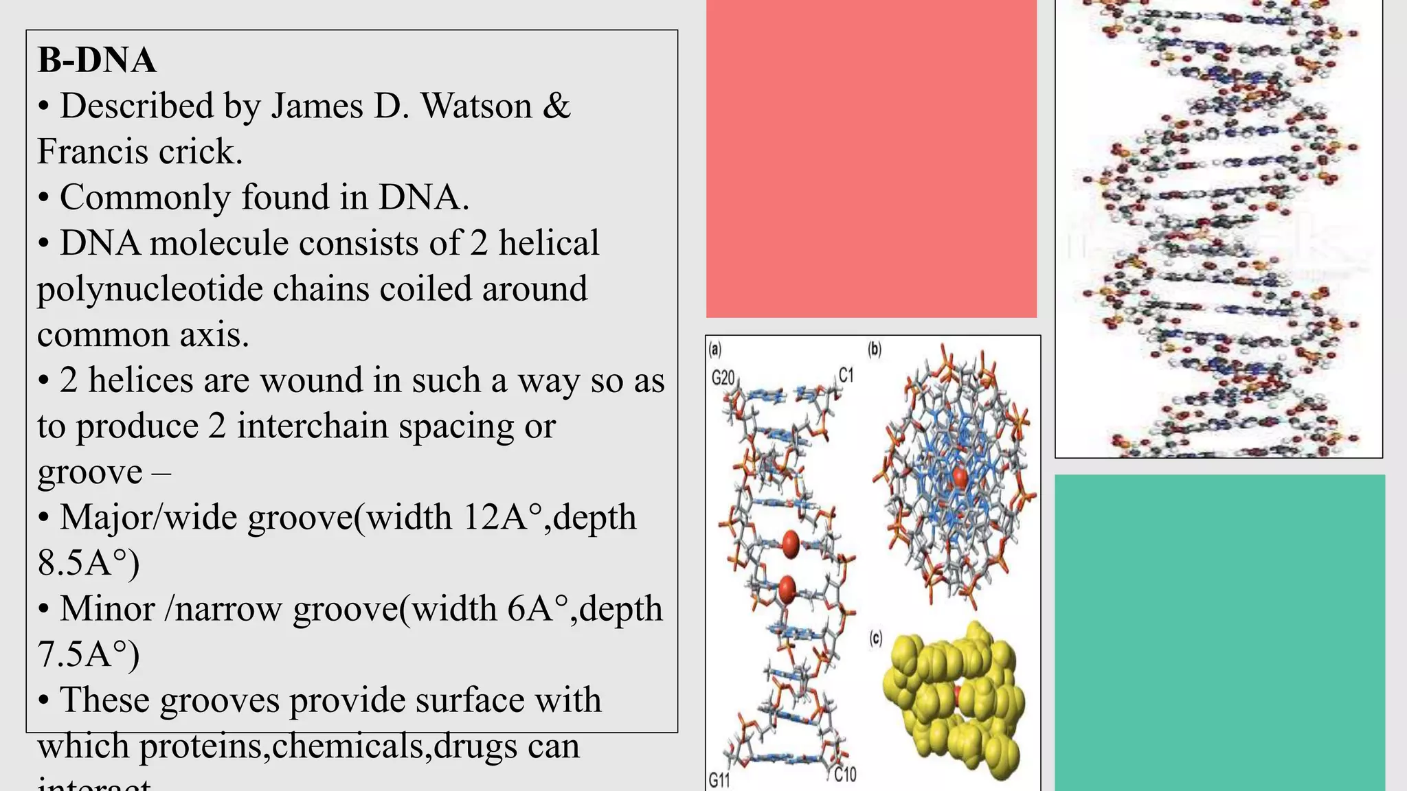 Structure of dna, types of dna forms, turners syndrome | PPTX