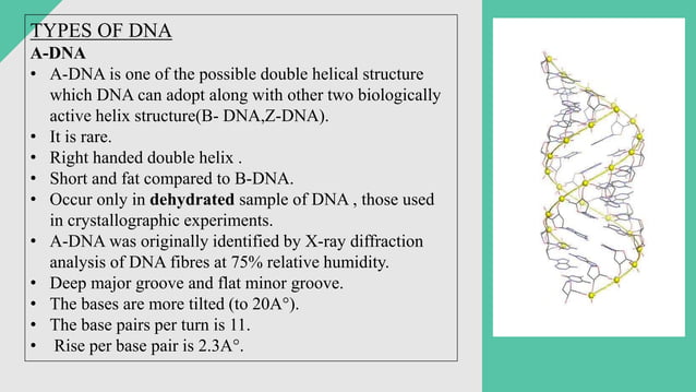 Structure of dna, types of dna forms, turners syndrome | PPT