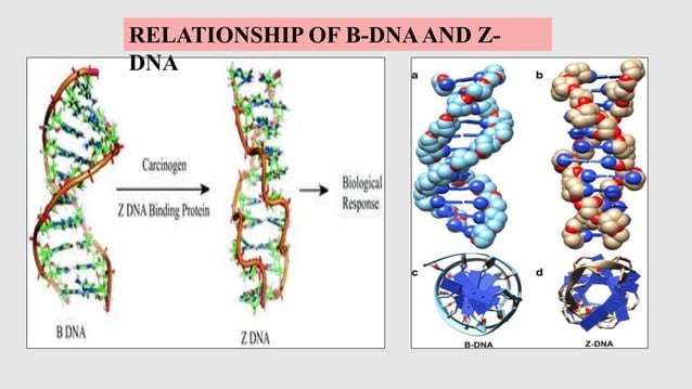 Structure of dna, types of dna forms, turners syndrome | PPT