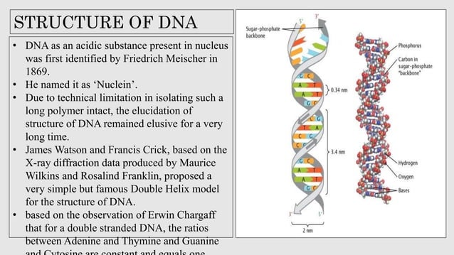 Structure of dna, types of dna forms, turners syndrome | PPT