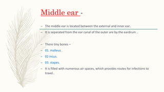 Structure of Eyer - Special Senses _ Human Anatomy & Physiology 1st | PPT