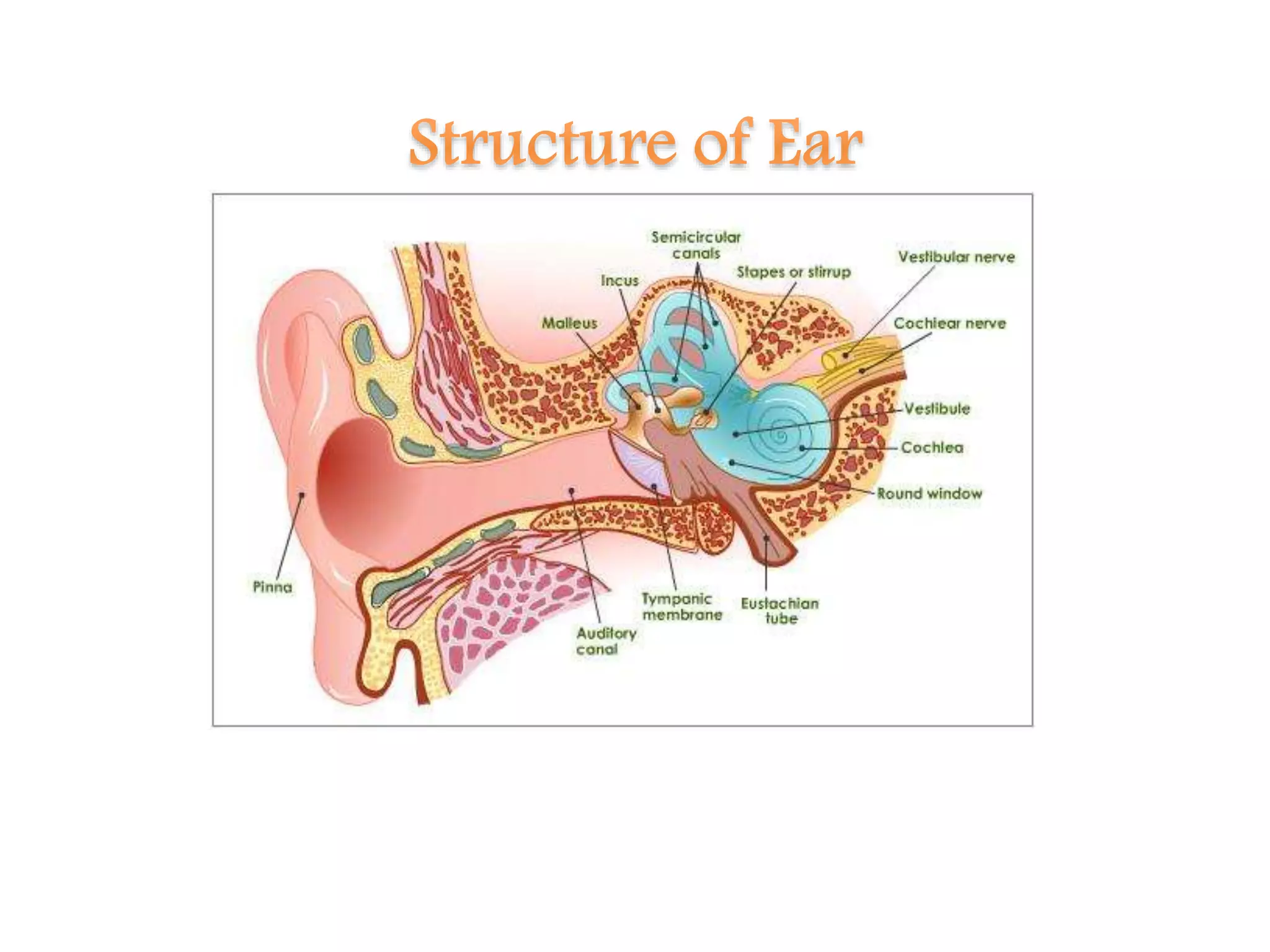 Structure of ear power point | PPTX | Ear, Nose and Throat Conditions ...