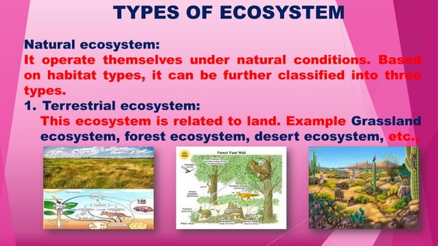 TOPIC: STRUCTURE OF AN ECOSYSTEM- ECOLOGYpdf | PDF