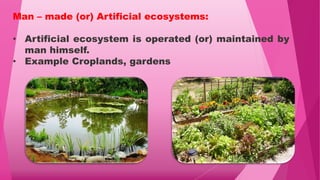 TOPIC: STRUCTURE OF AN ECOSYSTEM- ECOLOGYpdf | PDF