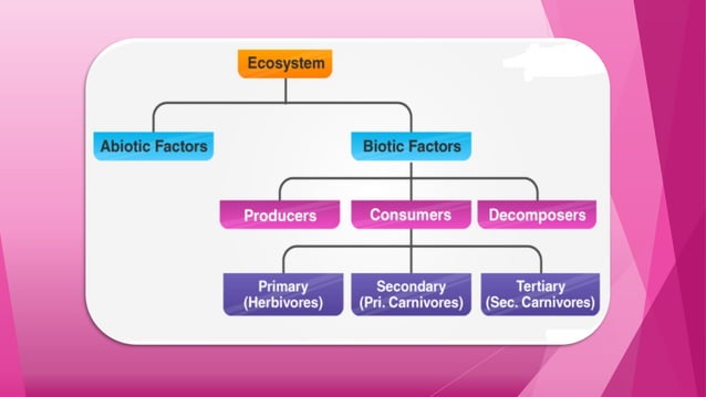 TOPIC: STRUCTURE OF AN ECOSYSTEM- ECOLOGYpdf | PDF