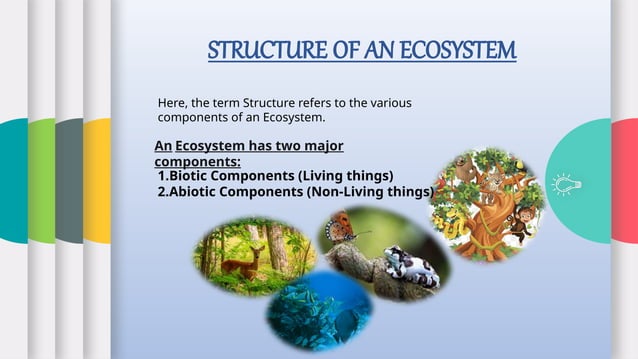 Structure of Ecosystem | PPTX