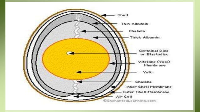 structure of eggs.pptx