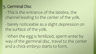 structure of eggs.pptx