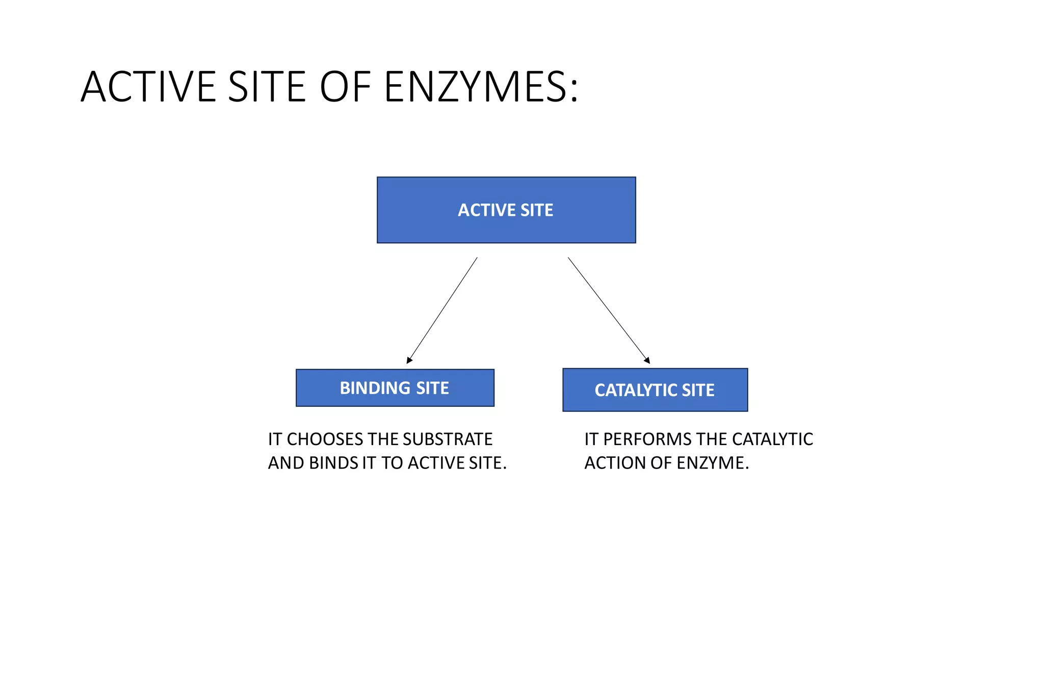 structure of enzyme.PDF