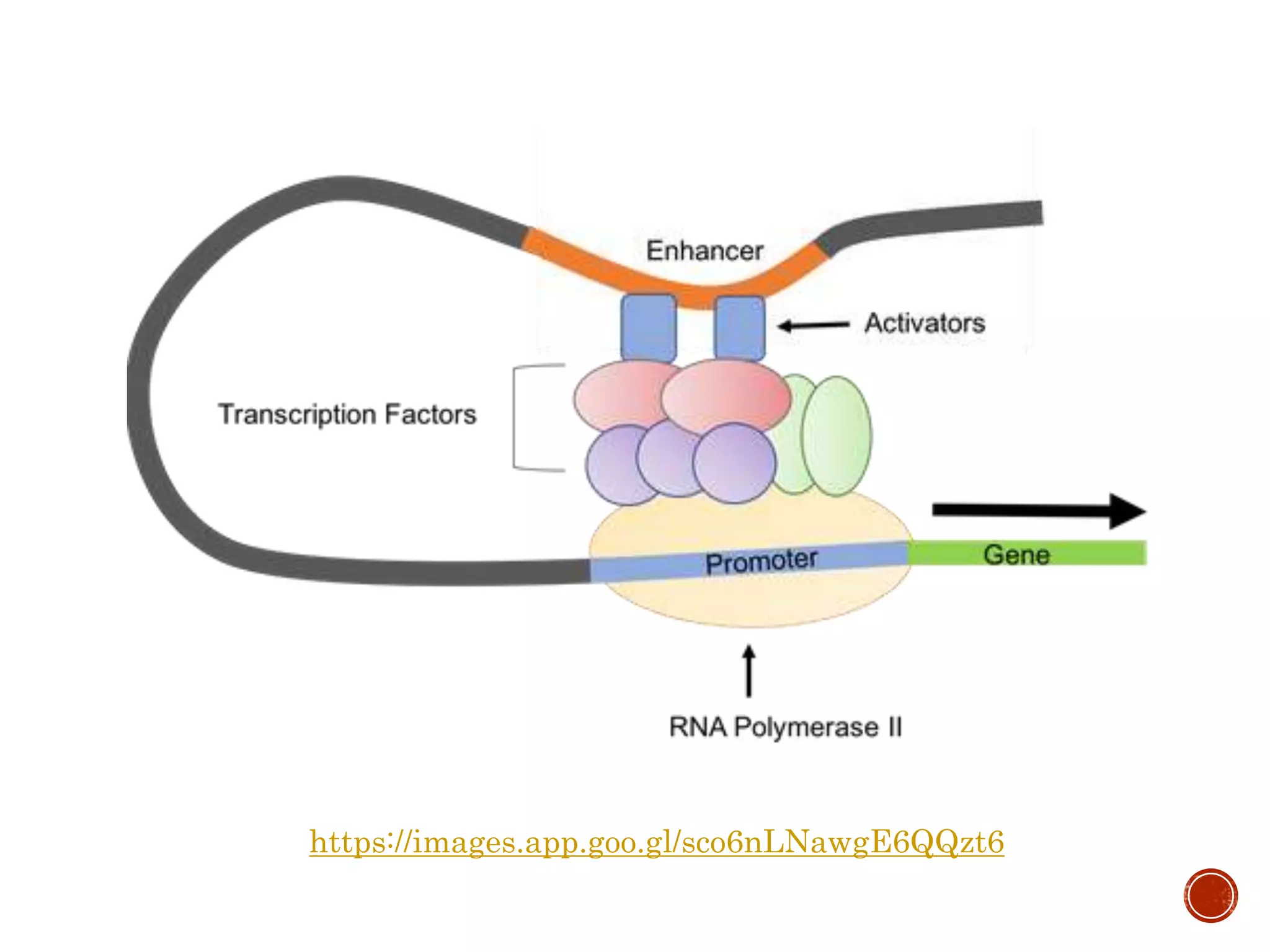 Structure of Eukaryotic Promoter .pptx