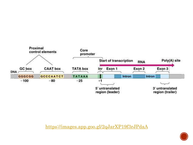 Structure of Eukaryotic Promoter .pptx | Genetics | Science