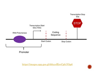 Structure of Eukaryotic Promoter .pptx