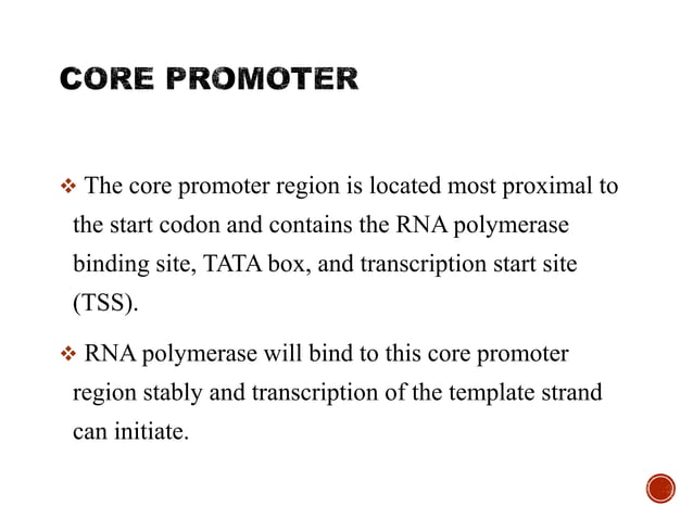 Structure of Eukaryotic Promoter .pptx | Genetics | Science