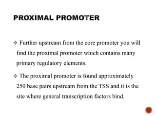 Structure of Eukaryotic Promoter .pptx