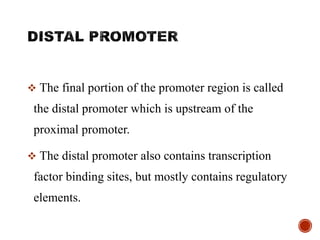 Structure of Eukaryotic Promoter .pptx