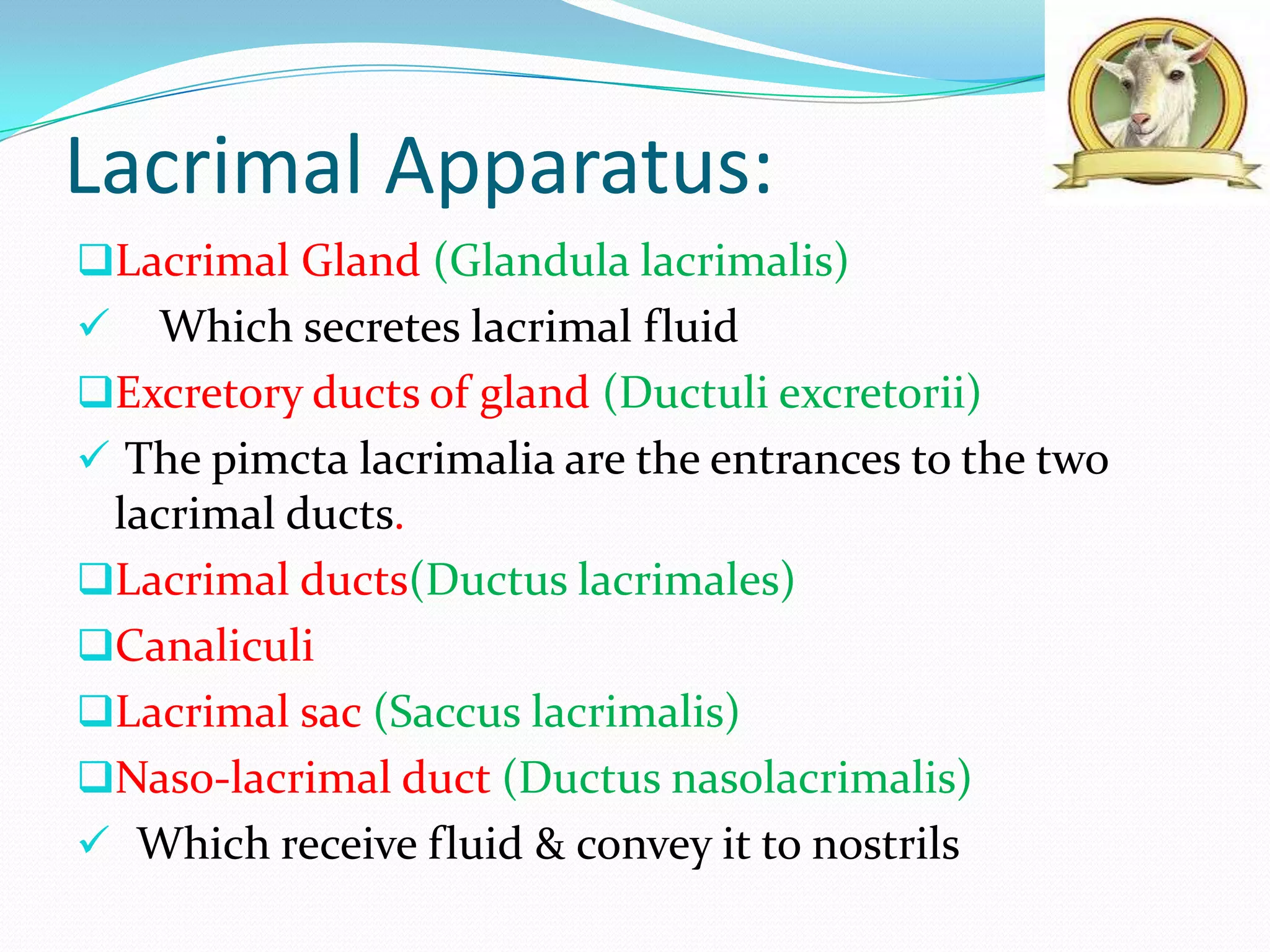 Structure of eye | PPTX