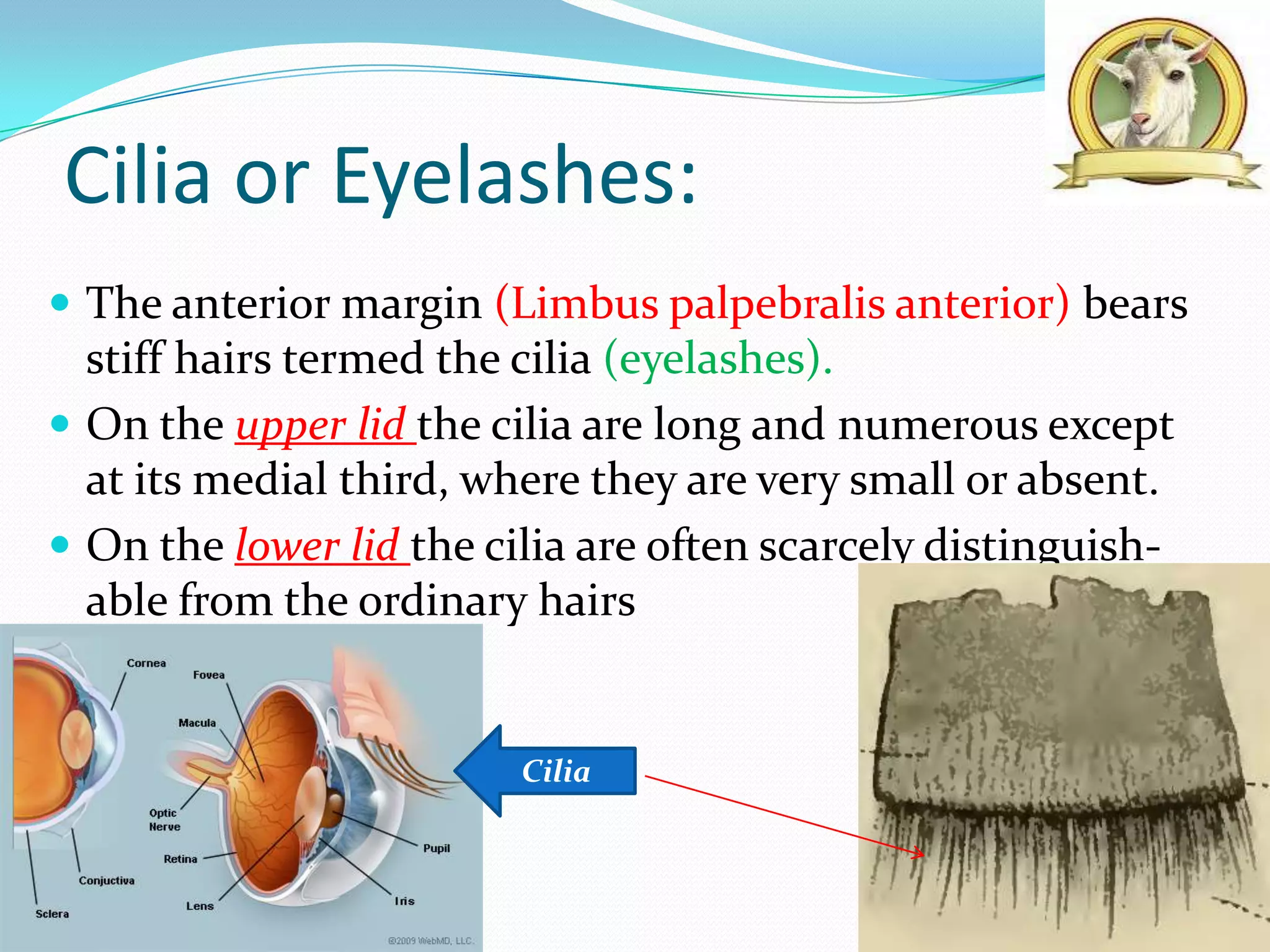 Structure of eye | PPTX