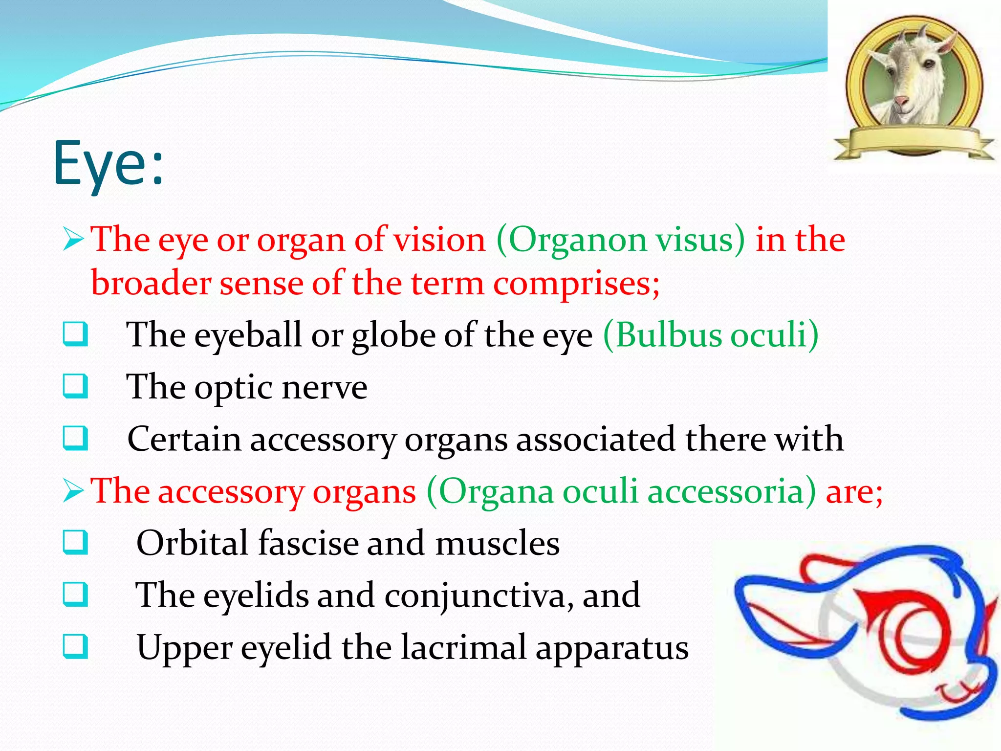 Structure of eye | PPTX