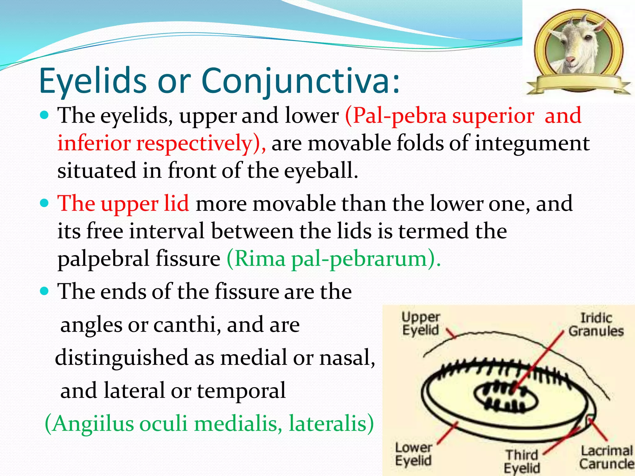 Structure of eye | PPTX
