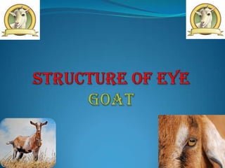 Structure of eye | PPTX