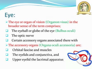 Structure of eye | PPTX