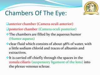 Structure of eye | PPTX