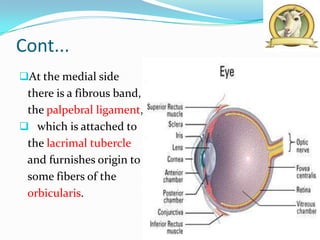 Structure of eye | PPTX