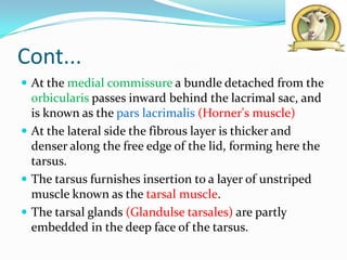 Structure of eye | PPTX