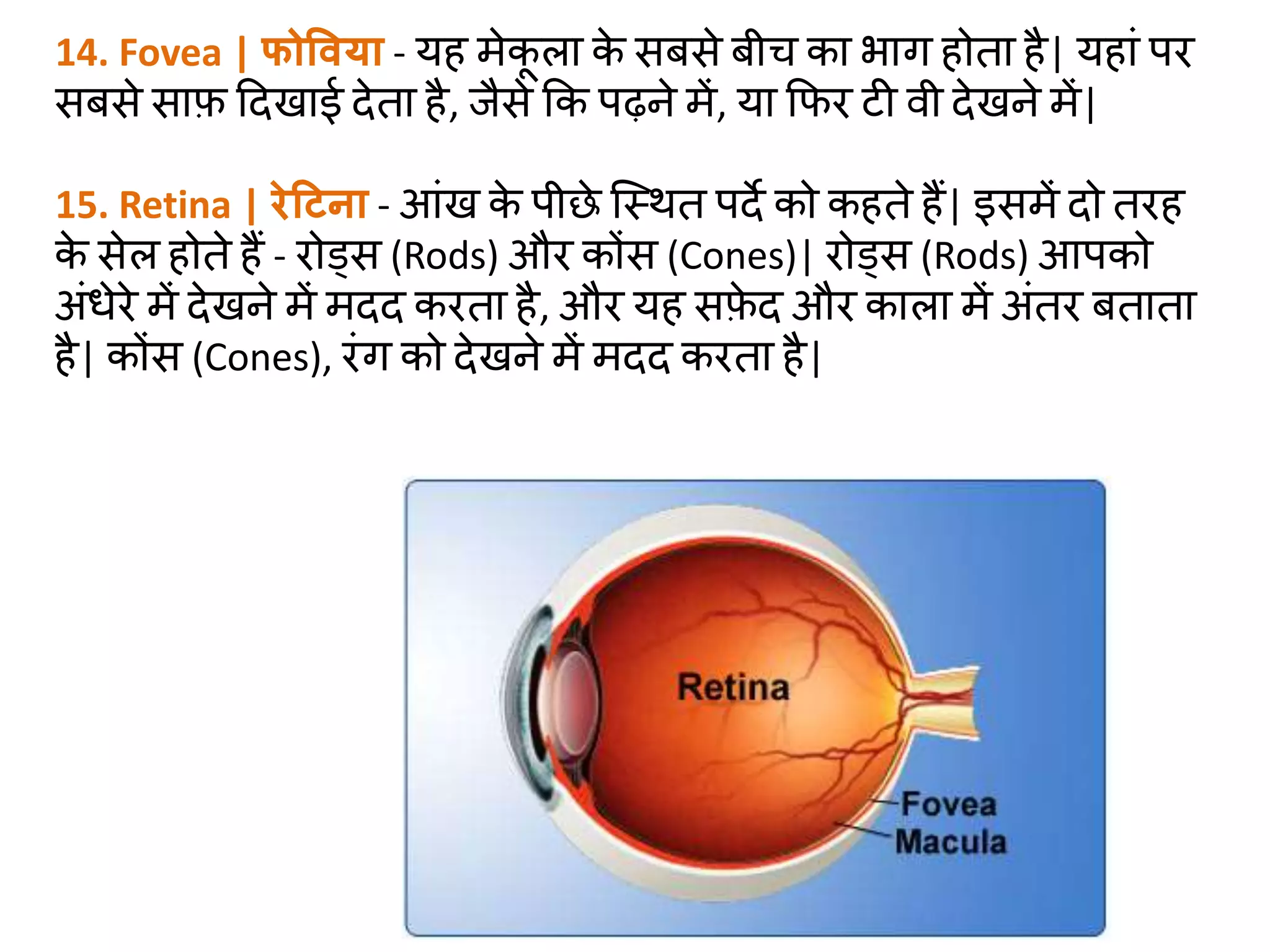 learn about Structure of human eye in hindi | PPTX