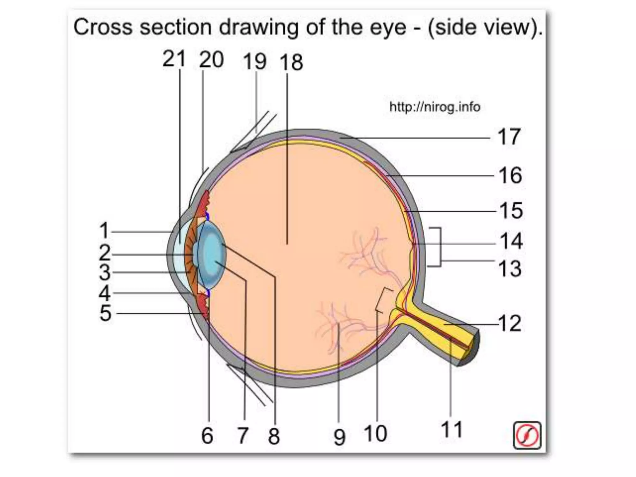 learn about Structure of human eye in hindi | PPT