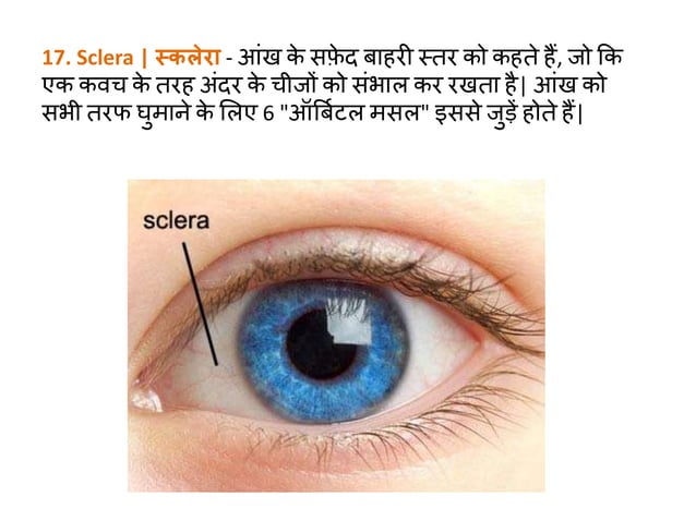 learn about Structure of human eye in hindi | PPTX