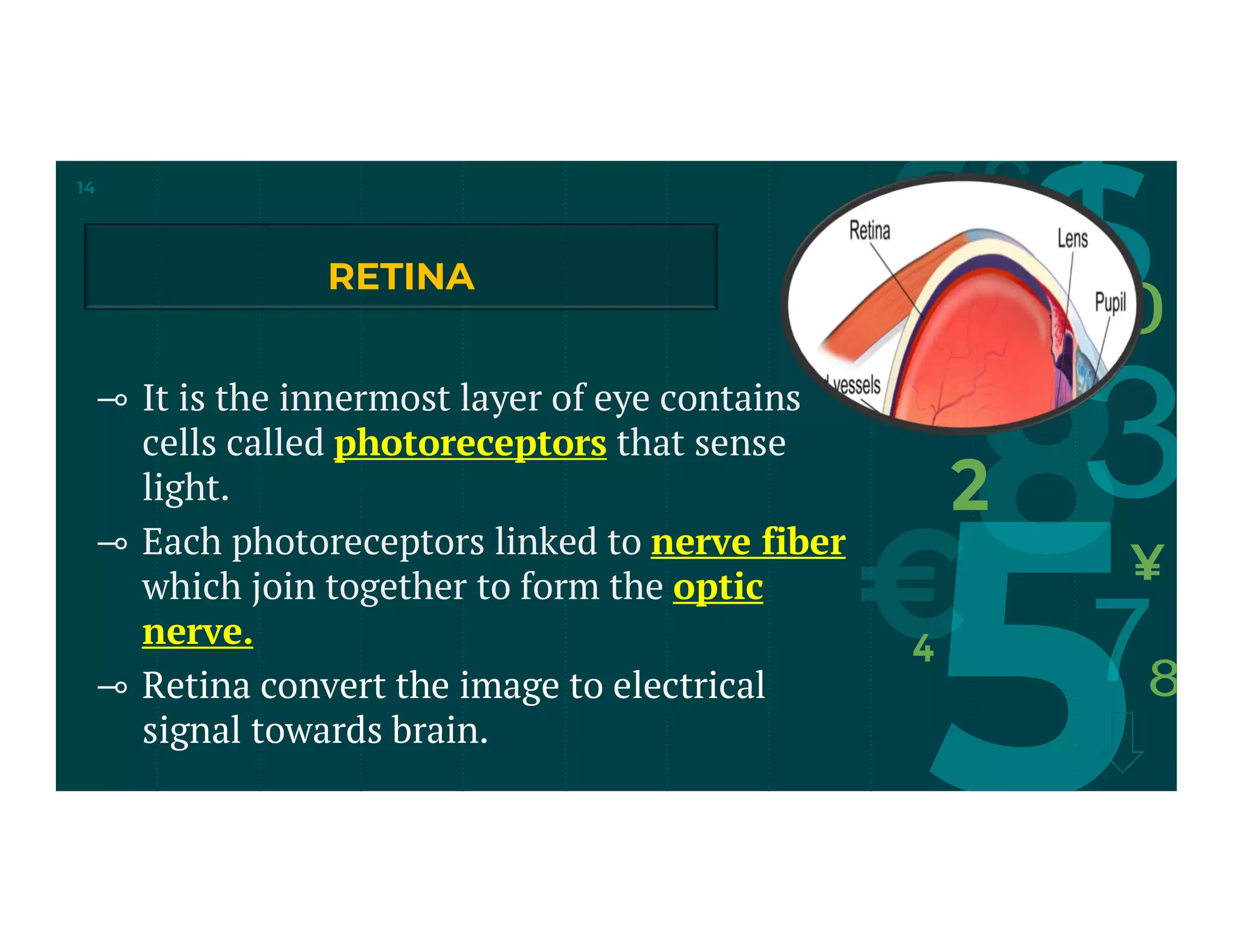 Structure of Eye and parts | PDF