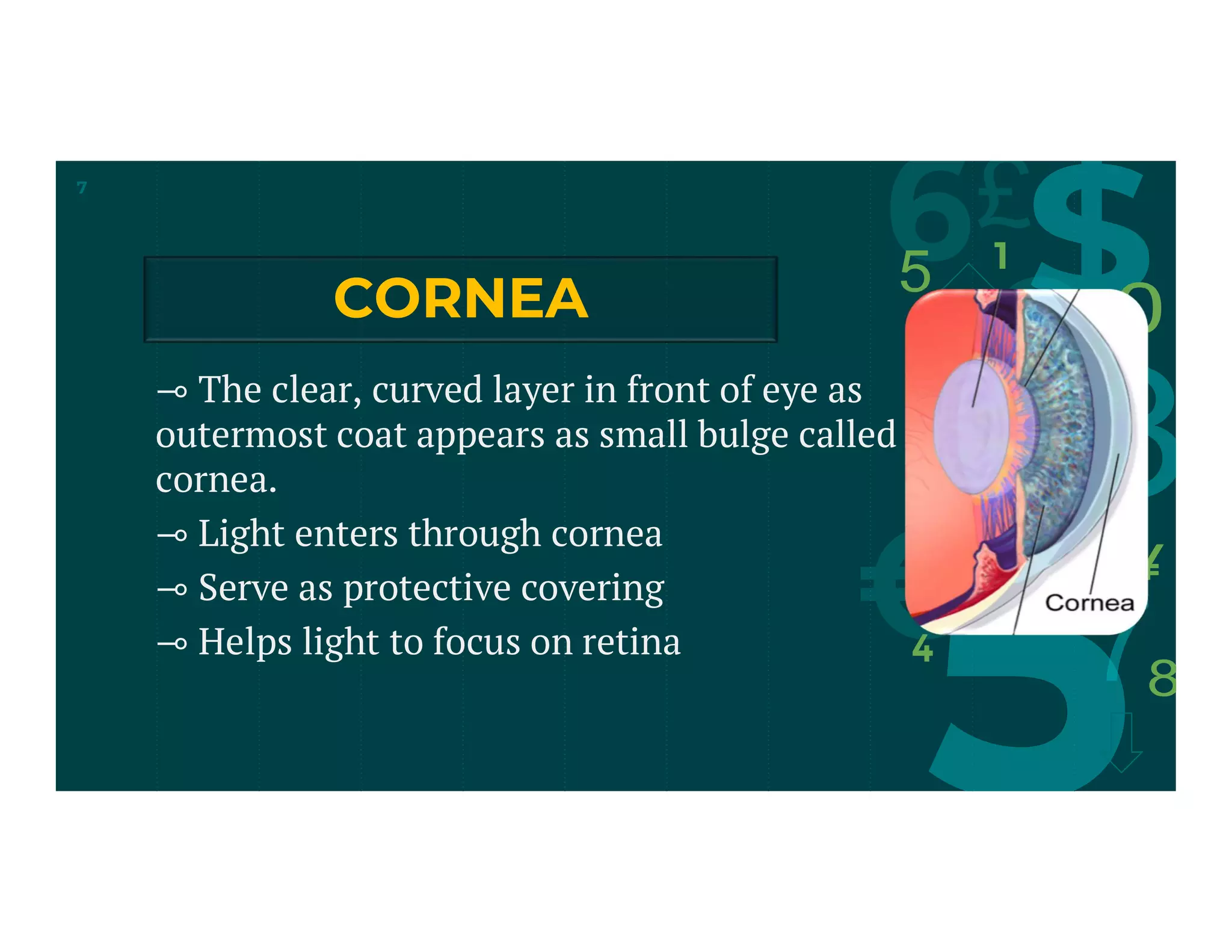 Structure of Eye and parts | PDF