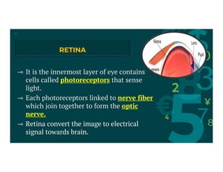 Structure of Eye and parts | PDF