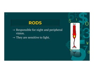 Structure of Eye and parts | PDF