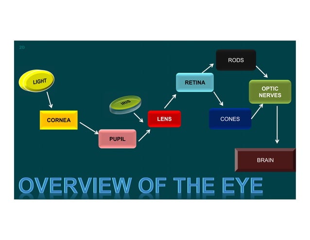 Structure of Eye and parts | PPT