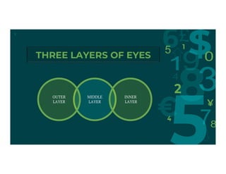 Structure of Eye and parts | PDF