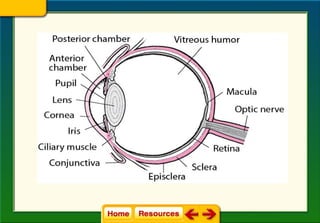 Coordination and Response- Structure of Eye .ppt