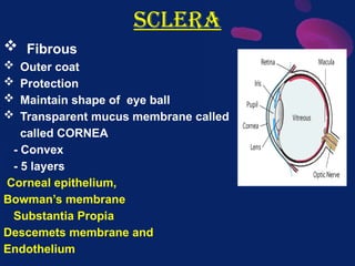Structure of Eye - Anatomy of Eye PPT presentation | PPTX