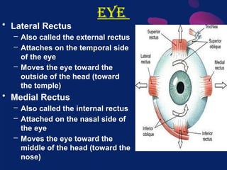 Structure of Eye - Anatomy of Eye PPT presentation | PPTX