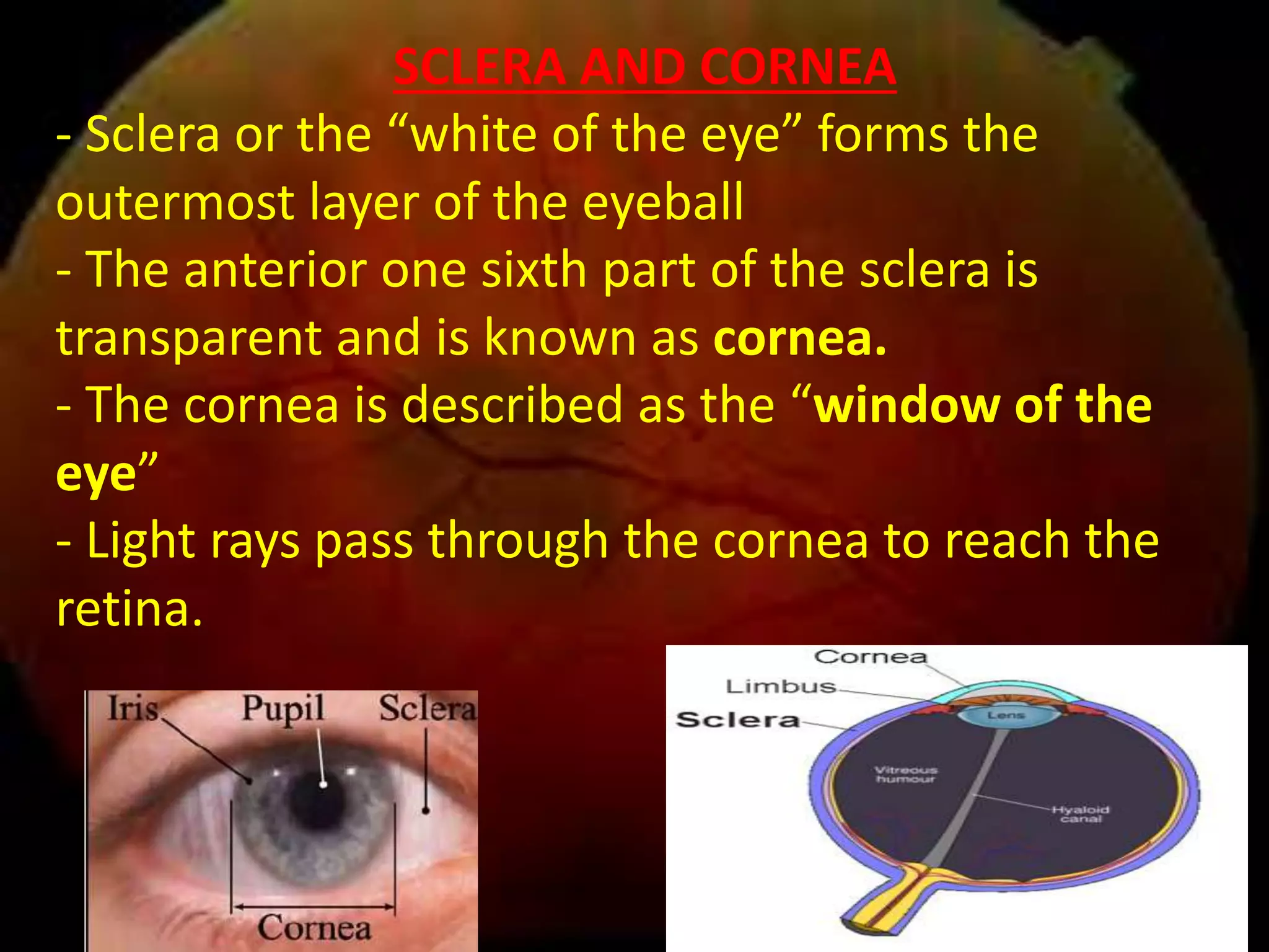 Anatomy of eye ppt | PPTX