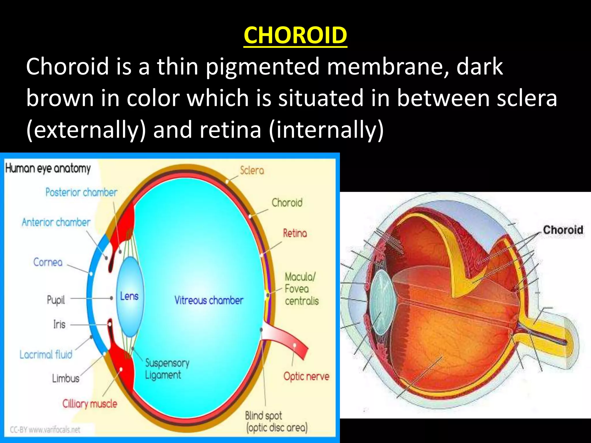 Anatomy of eye ppt | PPTX