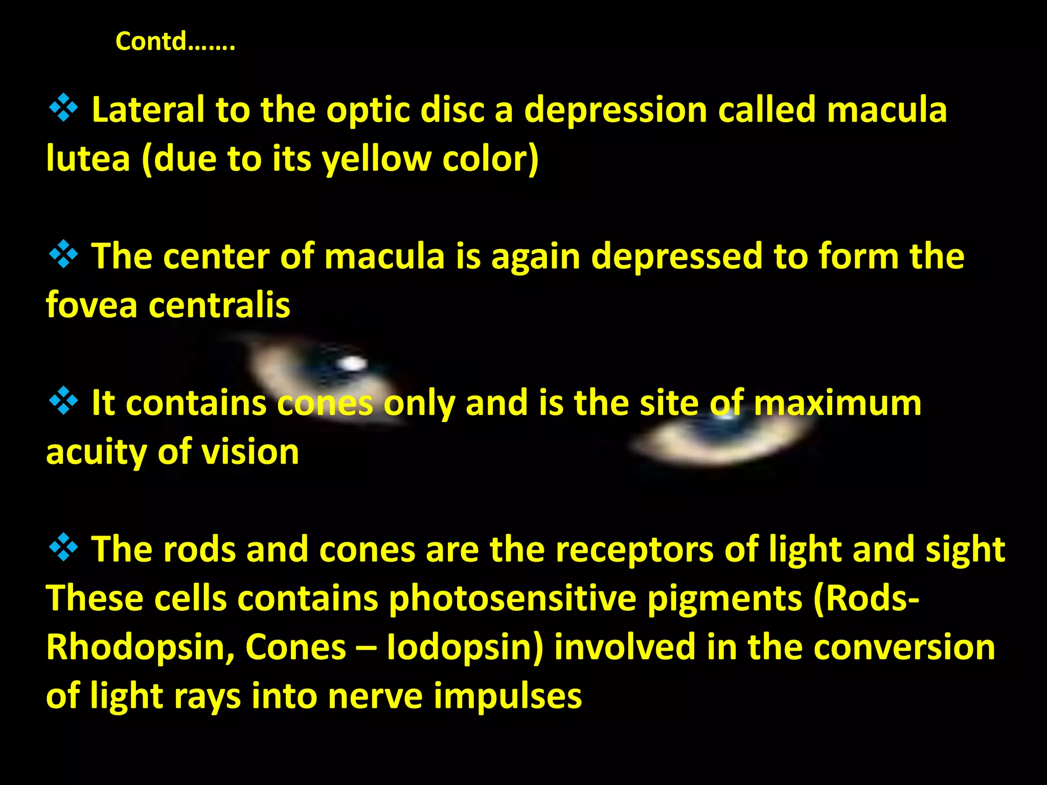Anatomy of eye ppt | PPTX