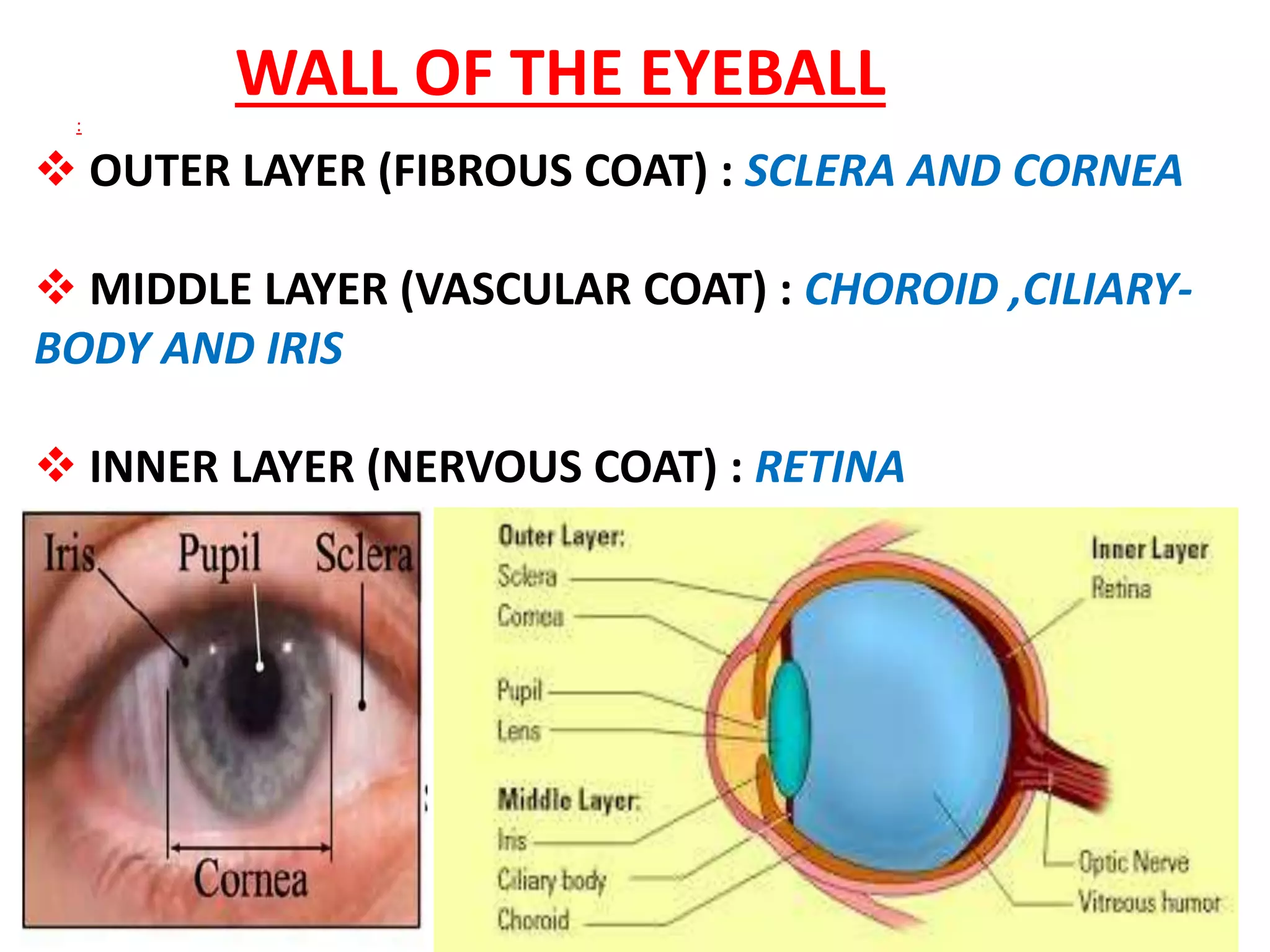 Anatomy of eye ppt | PPTX