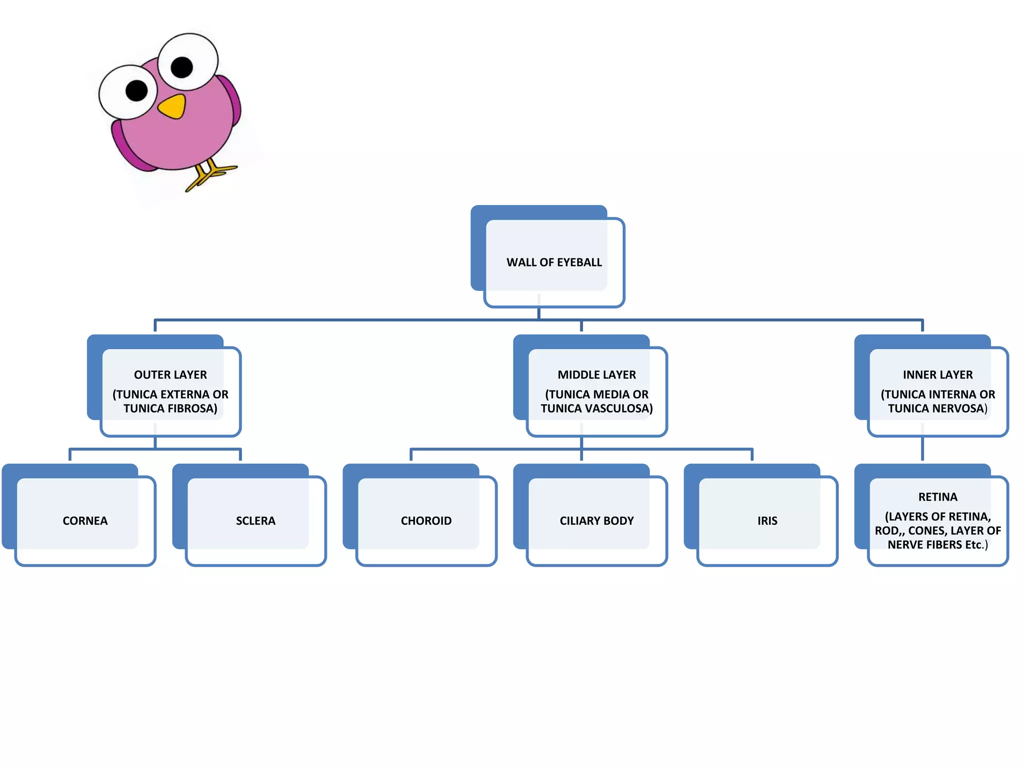 Anatomy of eye ppt | PPTX