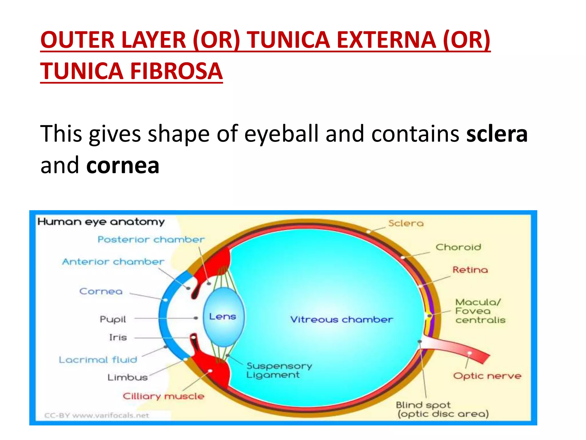 Anatomy of eye ppt | PPTX